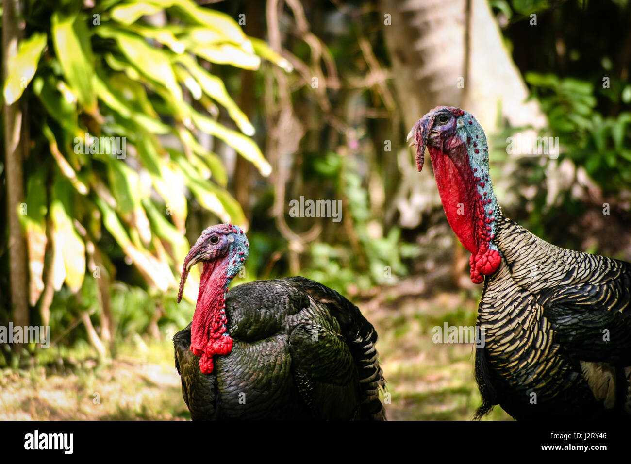 Two Turkeys in the garden Stock Photo - Alamy