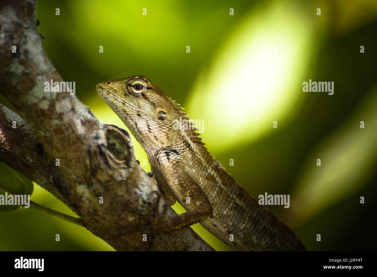 Closeup of a lizards kind of reptiles. Sitting on a palm with green ...