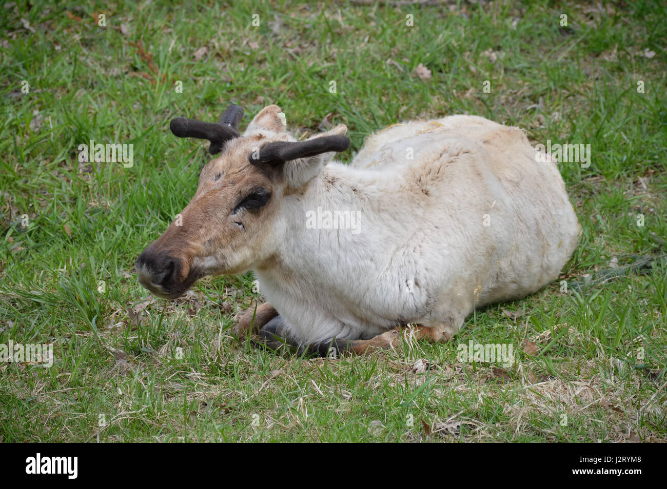 Caribou face hi-res stock photography and images - Alamy