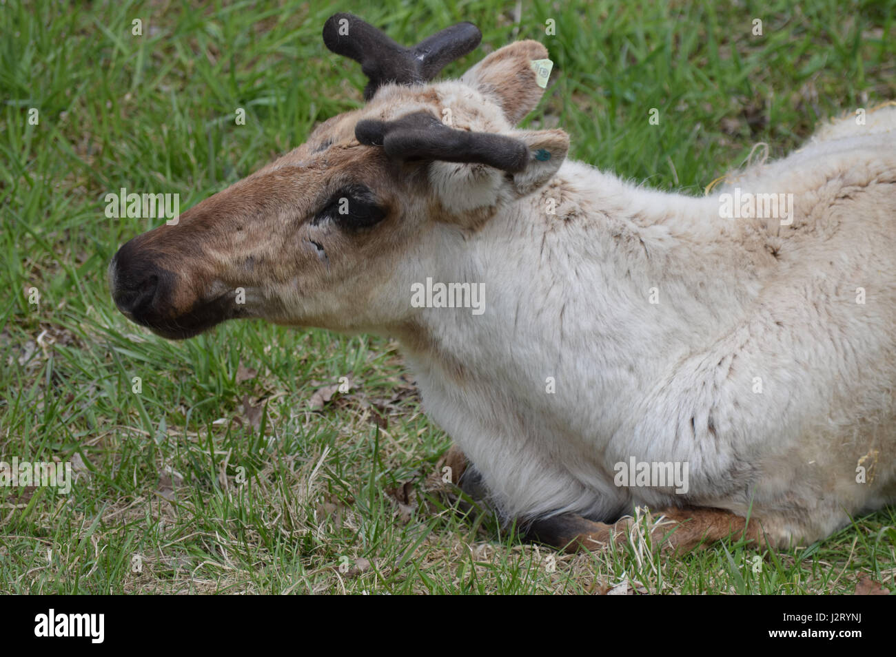 Caribou face hi-res stock photography and images - Alamy
