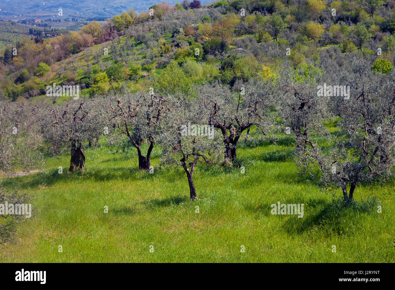Silver olive trees on a hillslope meadow Stock Photo - Alamy