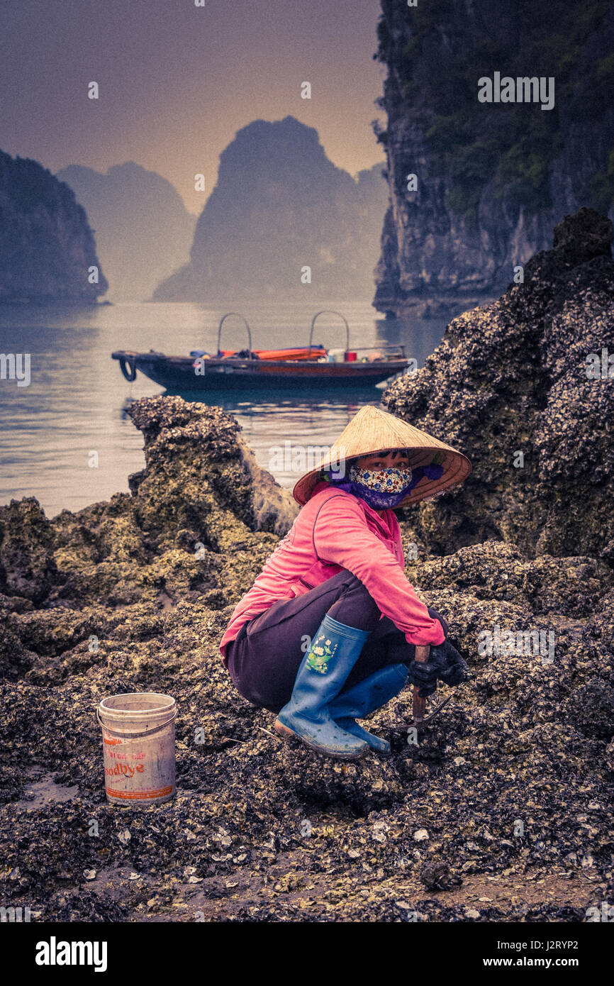 Collecting shellfish rocks hi-res stock photography and images - Alamy