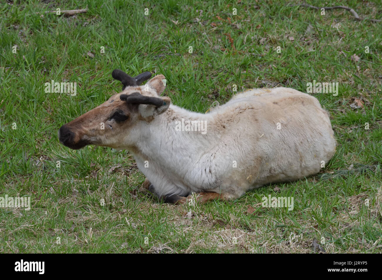 Caribou face hi-res stock photography and images - Alamy