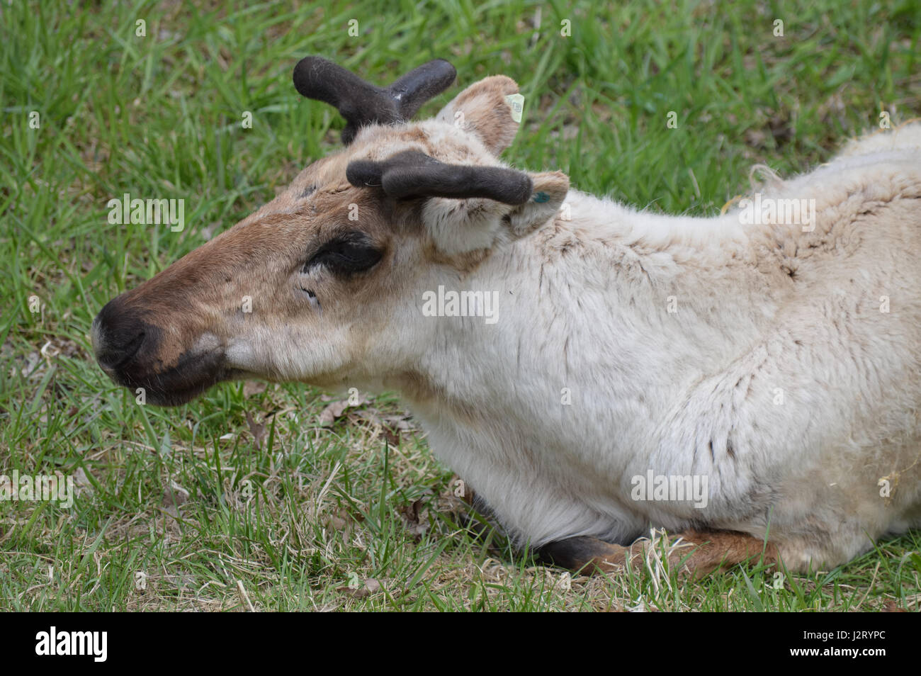 Caribou face hi-res stock photography and images - Alamy