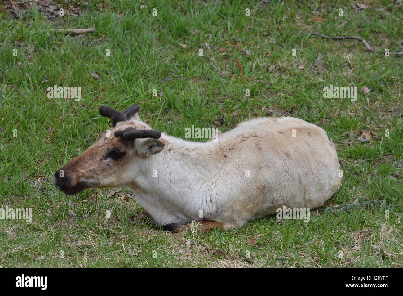 Caribou face hi-res stock photography and images - Alamy