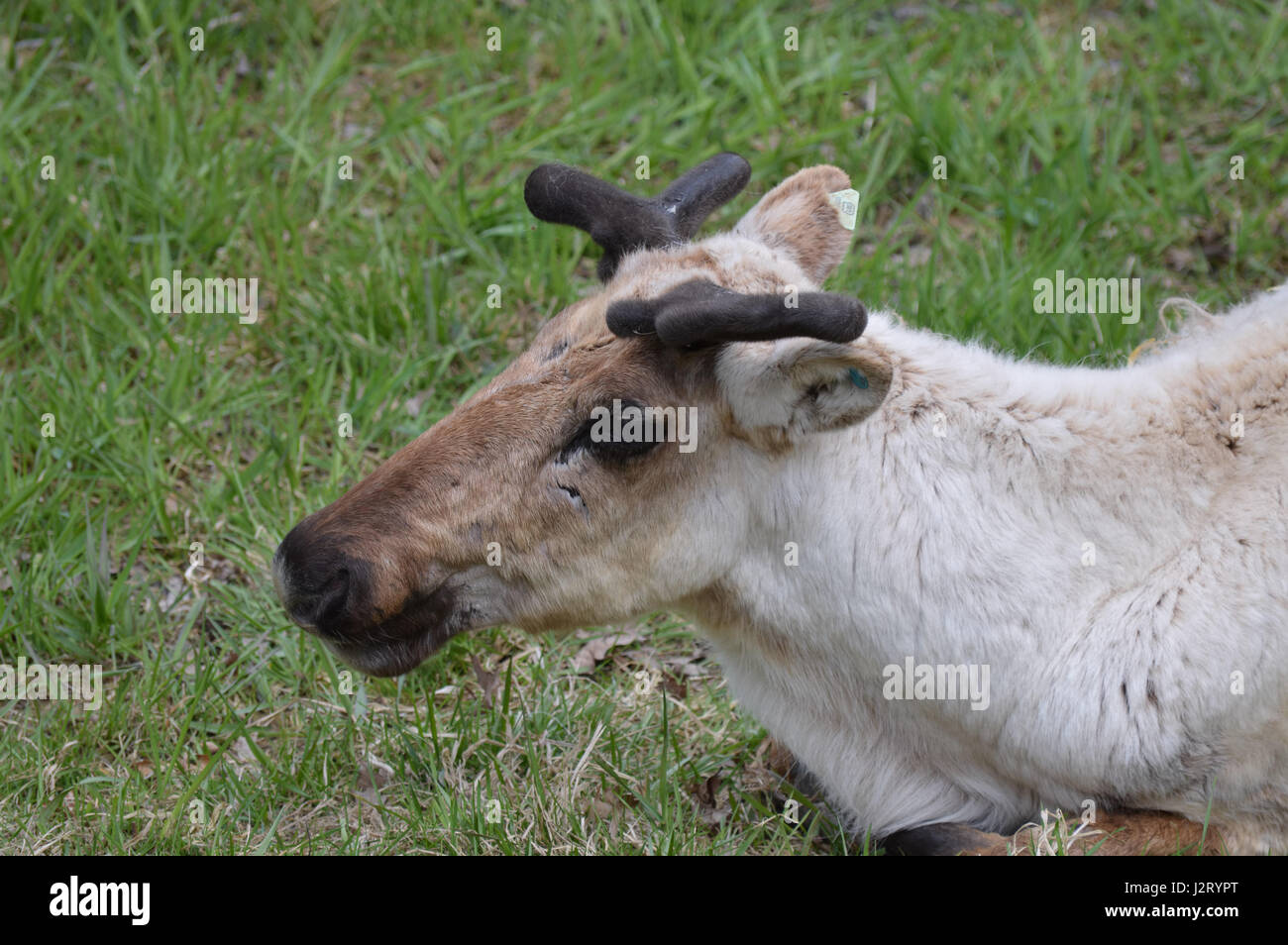 Caribou face hi-res stock photography and images - Alamy
