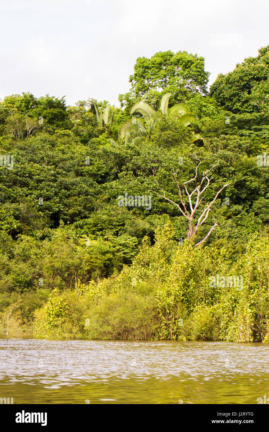 Forest mirrored in a lagoon on Rio Negro in the Amazon River basin ...