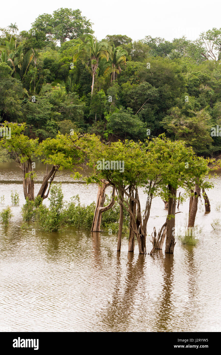 Forest mirrored in a lagoon on Rio Negro in the Amazon River basin ...