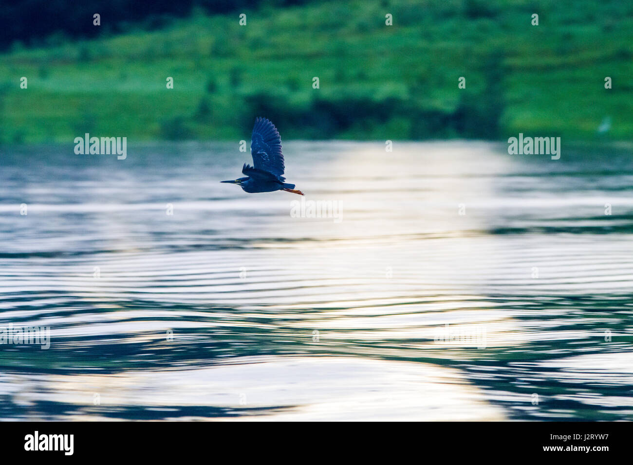 Birds in flight in a lagoon on Rio Negro in the Amazon River basin ...