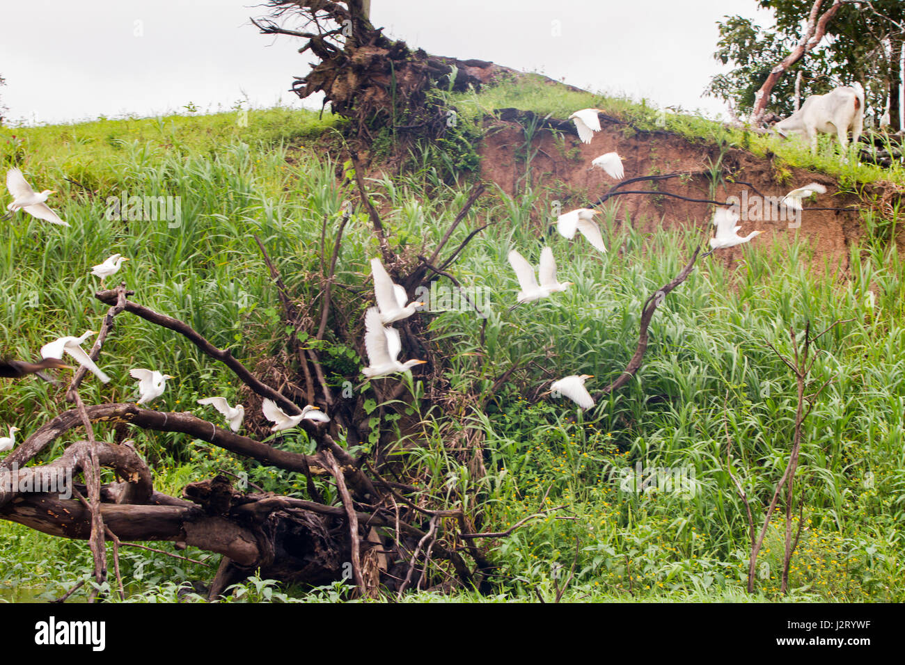 Birds in flight in a lagoon on Rio Negro in the Amazon River basin ...