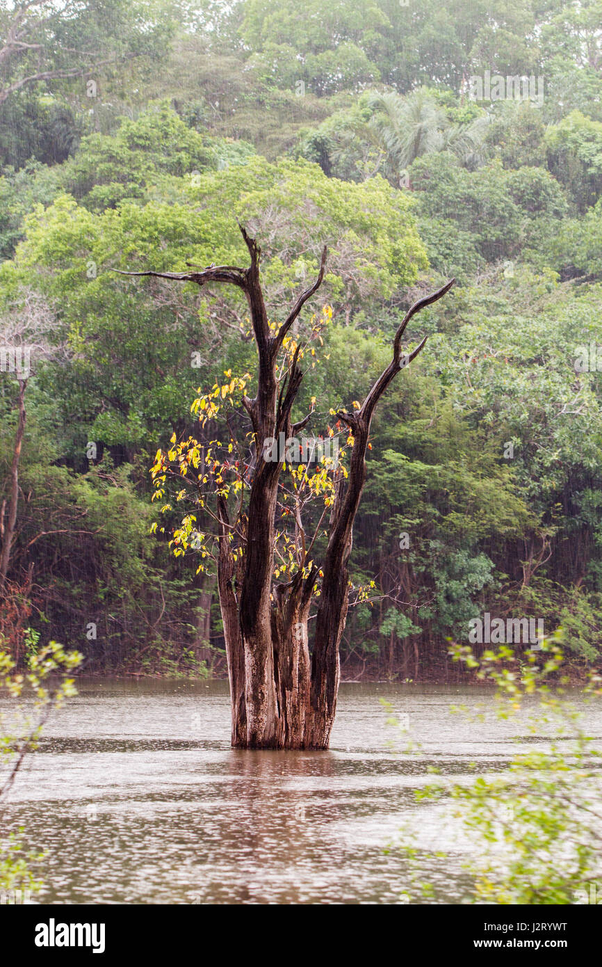 Rain in the amazon in Rio Negro in the Amazon River basin, Brazil ...