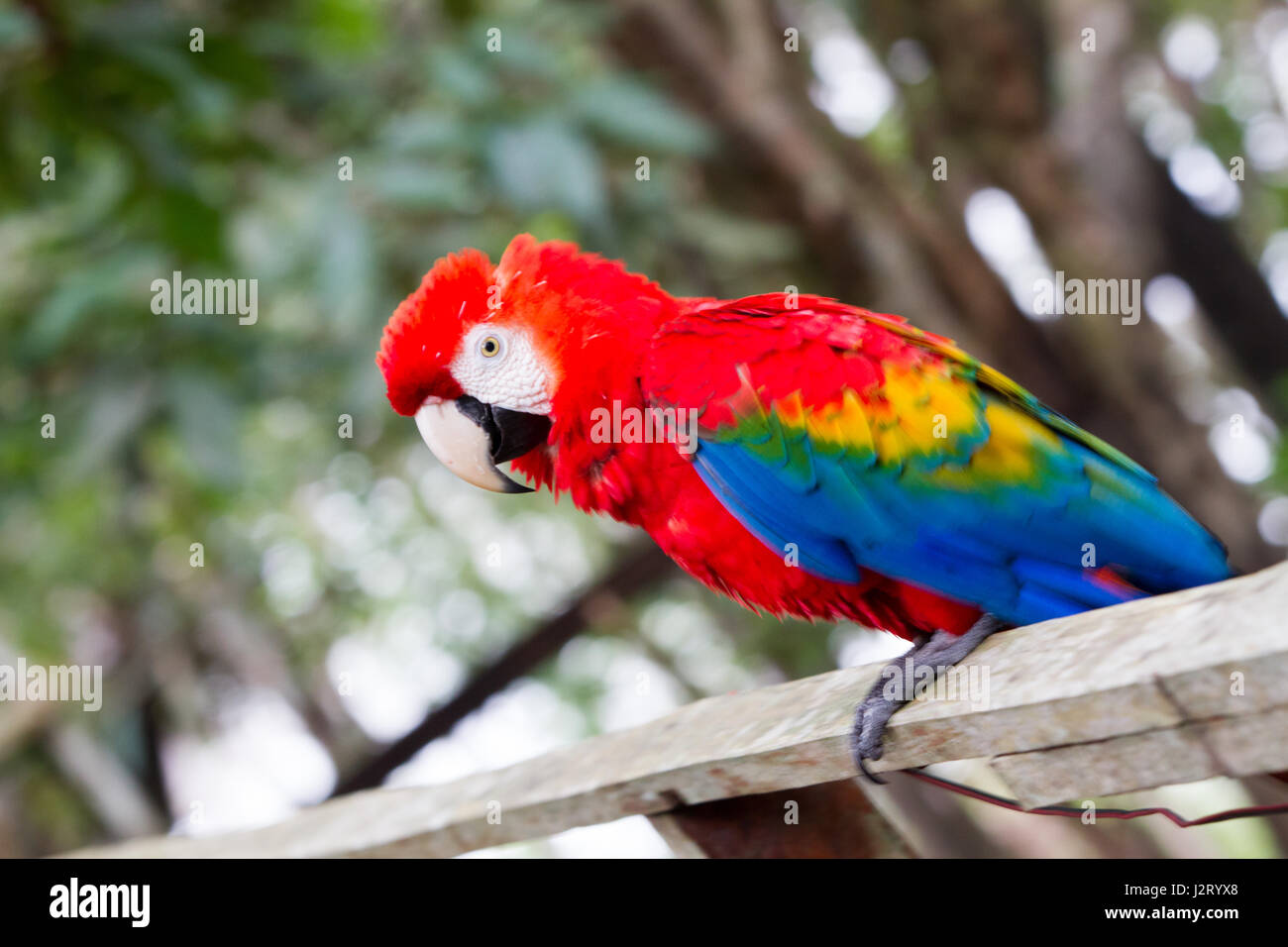 Ara Genus High Resolution Stock Photography and Images - Alamy