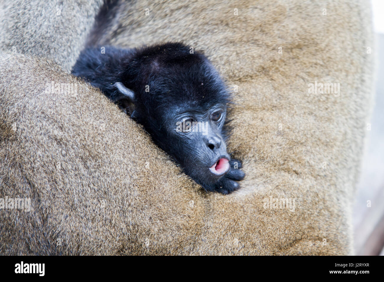 Macaw monkeys hi-res stock photography and images - Alamy