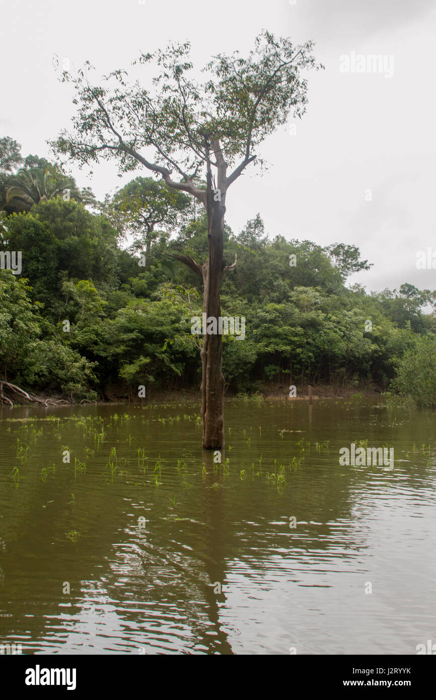 Forest mirrored in a lagoon on Rio Negro in the Amazon River basin ...