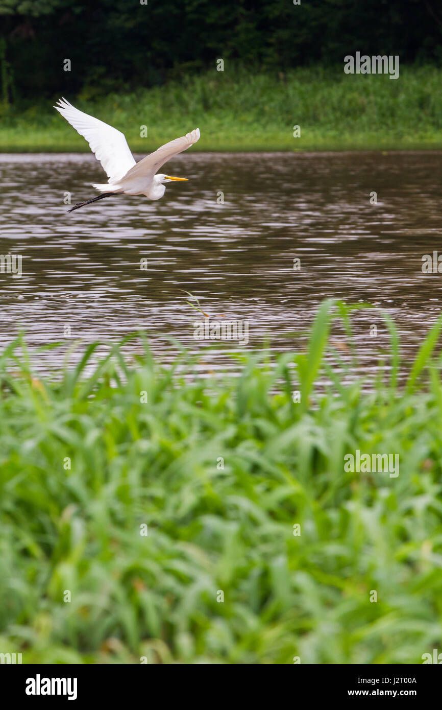 White bird in flight in a lagoon on Rio Negro in the Amazon River basin ...