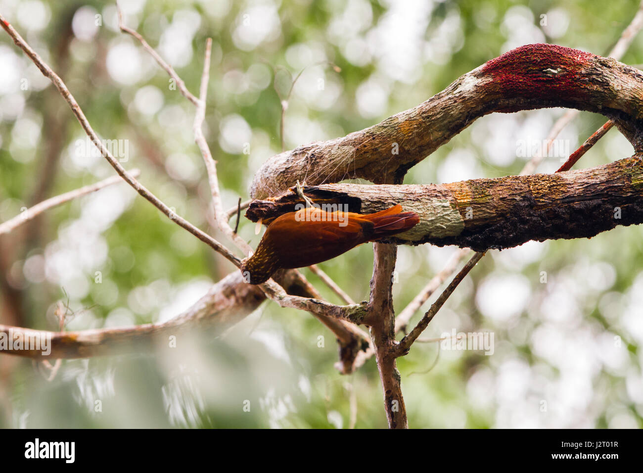 Birds in a lagoon on Rio Negro in the Amazon River basin, Brazil, South ...