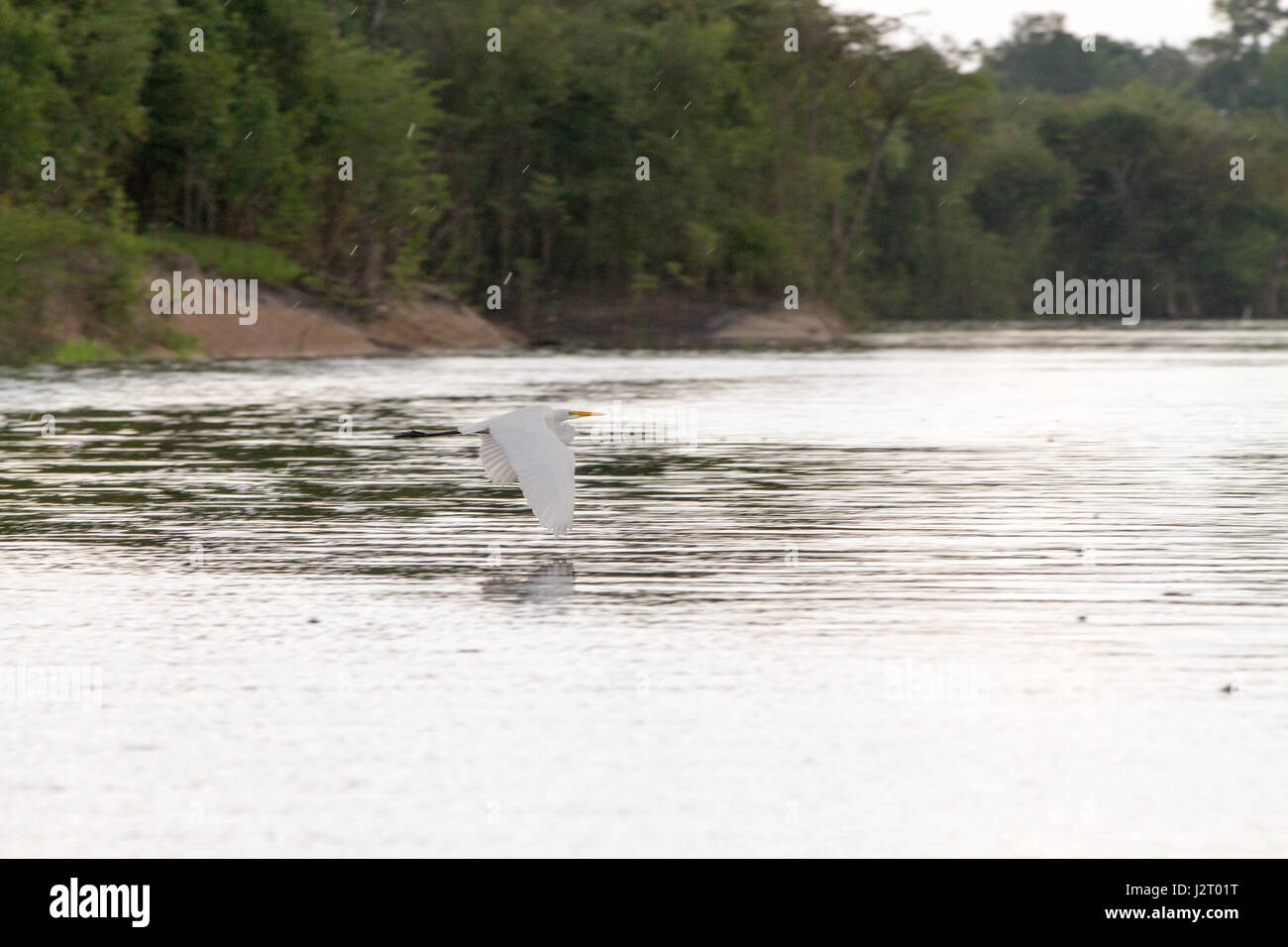 Amazonian rain and bird in flight in Rio Negro in the Amazon River ...