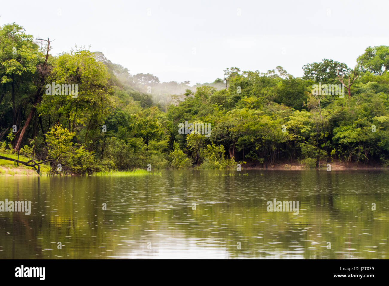 Forest mirrored in a lagoon on Rio Negro in the Amazon River basin ...