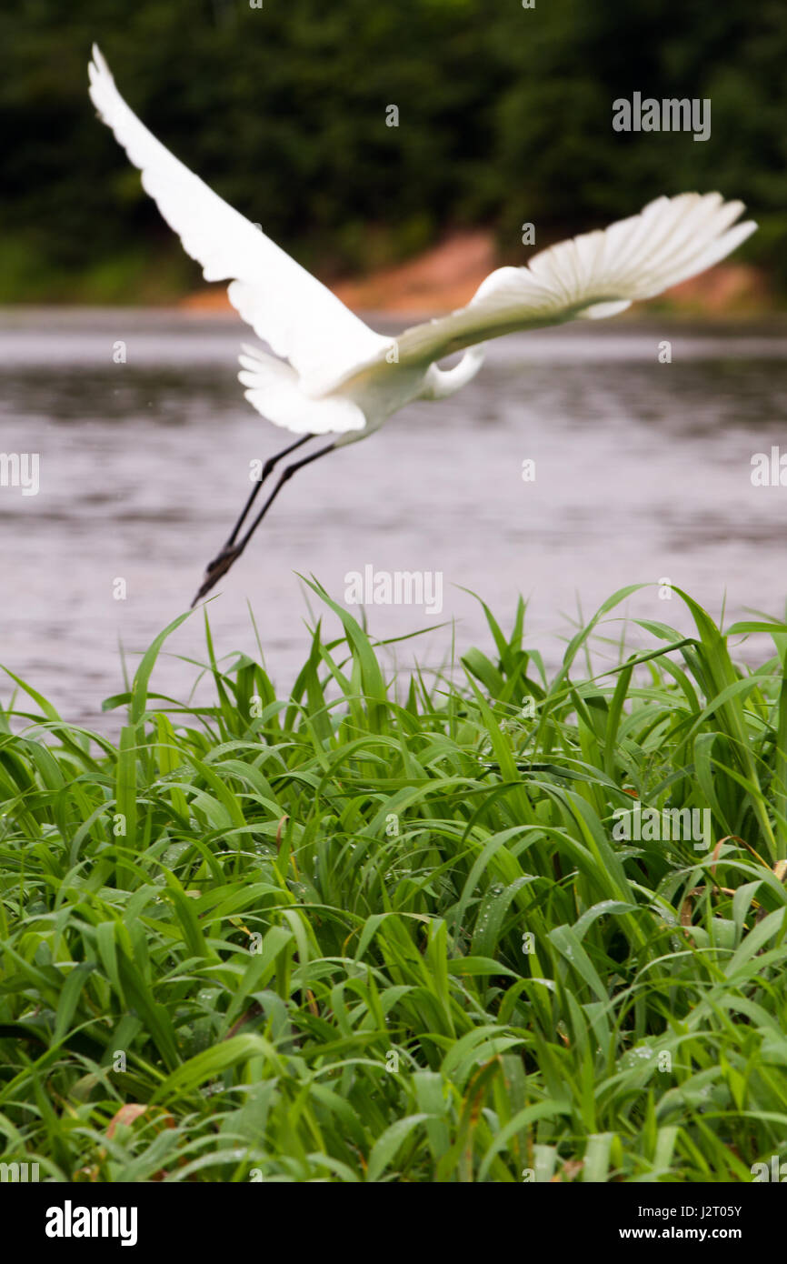 White bird in flight in a lagoon on Rio Negro in the Amazon River basin ...