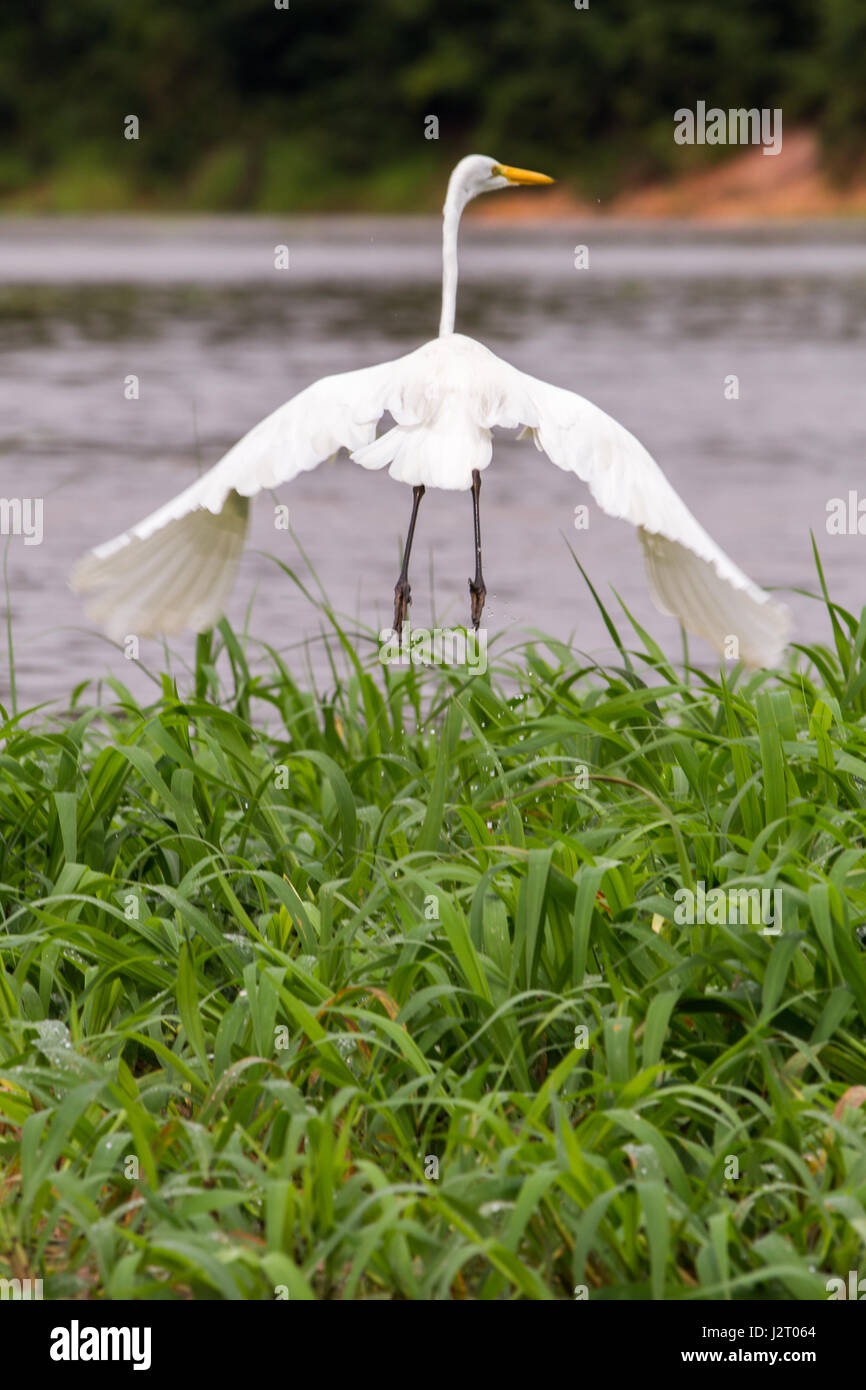 White bird in flight in a lagoon on Rio Negro in the Amazon River basin ...