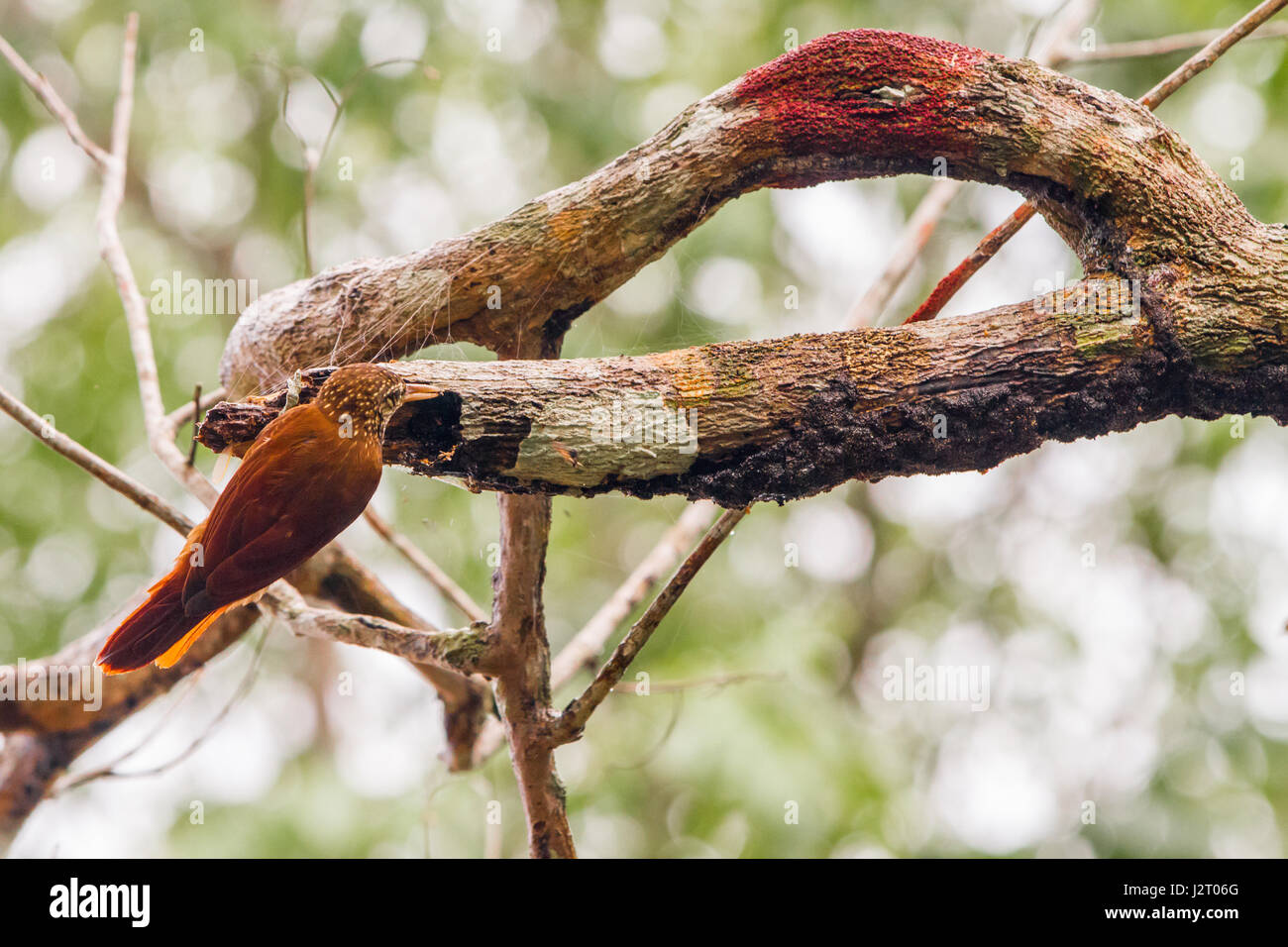 Birds in a lagoon on Rio Negro in the Amazon River basin, Brazil, South ...