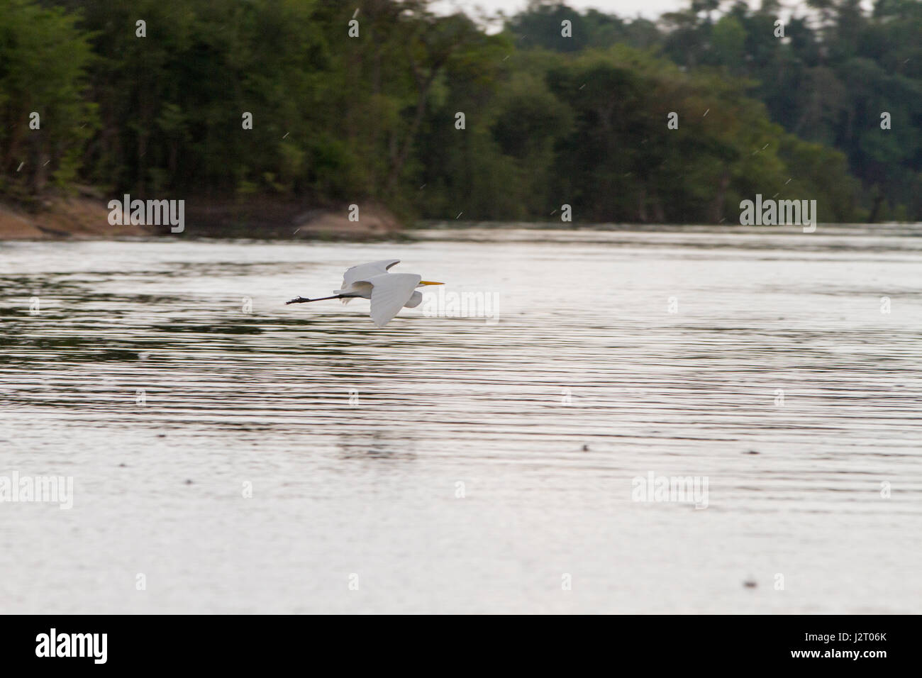 Amazonian rain and bird in flight in Rio Negro in the Amazon River ...