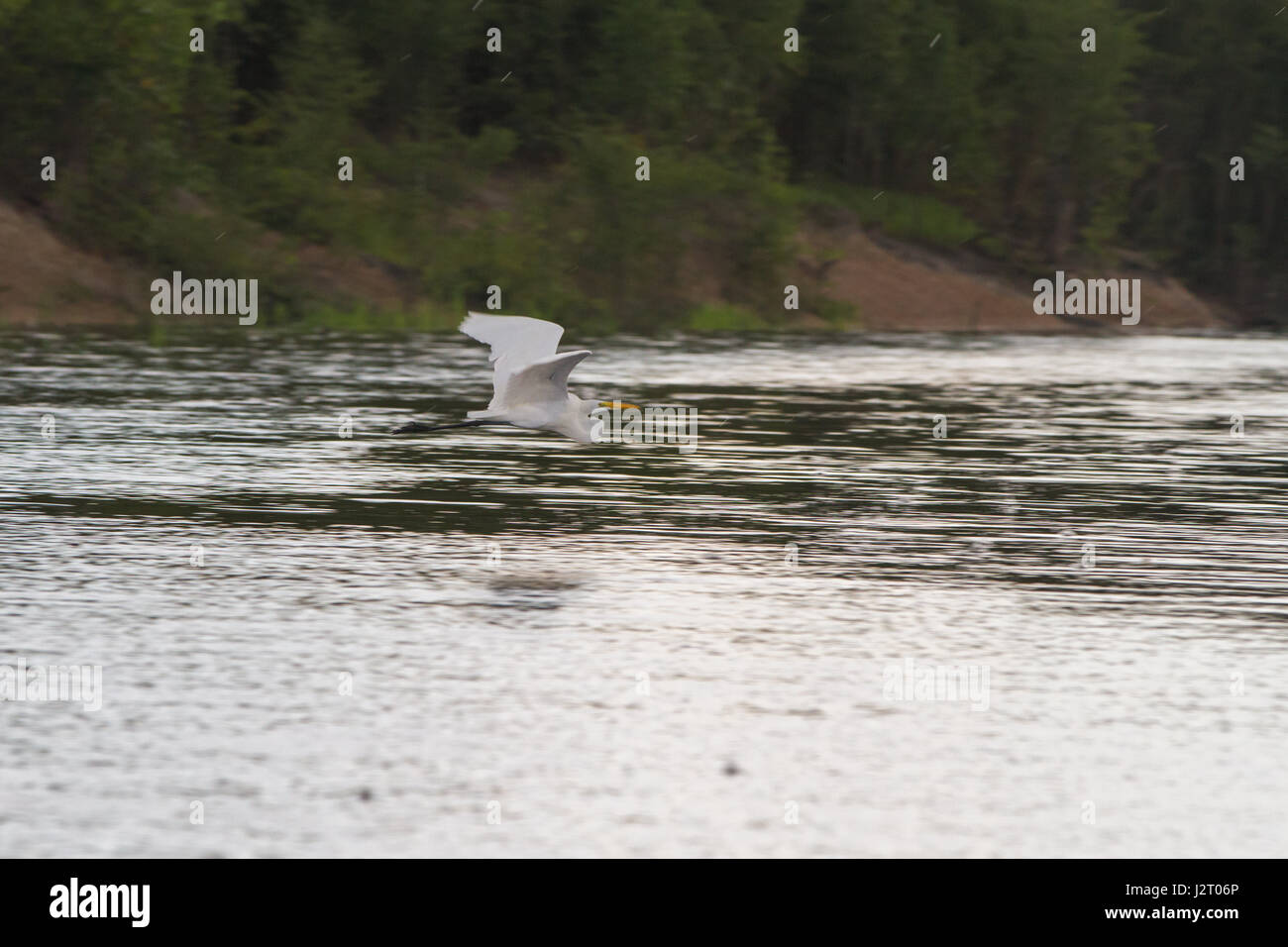 Amazonian rain and bird in flight in Rio Negro in the Amazon River ...