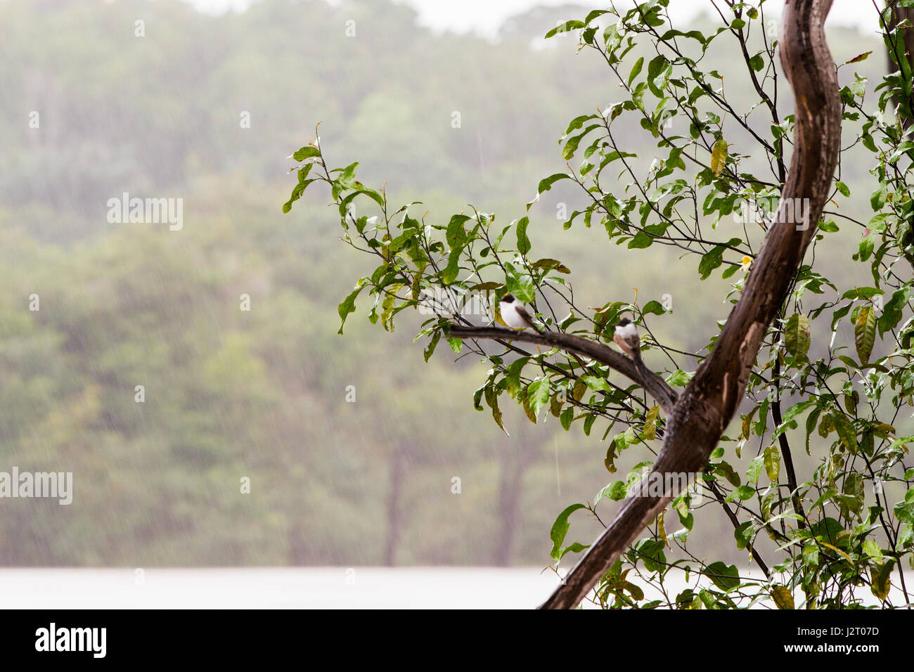Rain in the amazon in Rio Negro in the Amazon River basin, Brazil ...