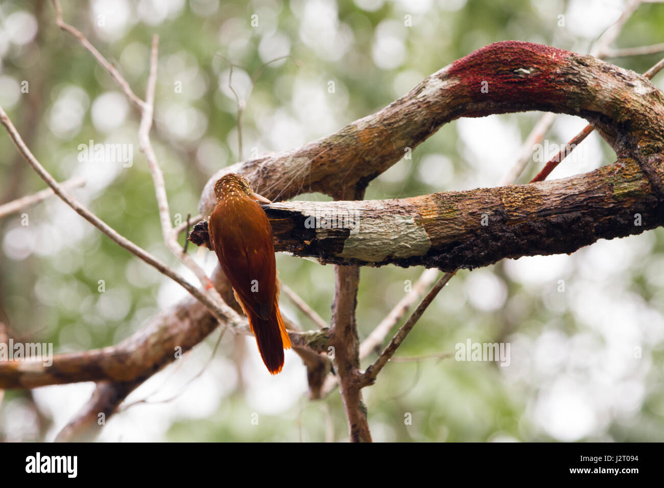 Birds in a lagoon on Rio Negro in the Amazon River basin, Brazil, South ...