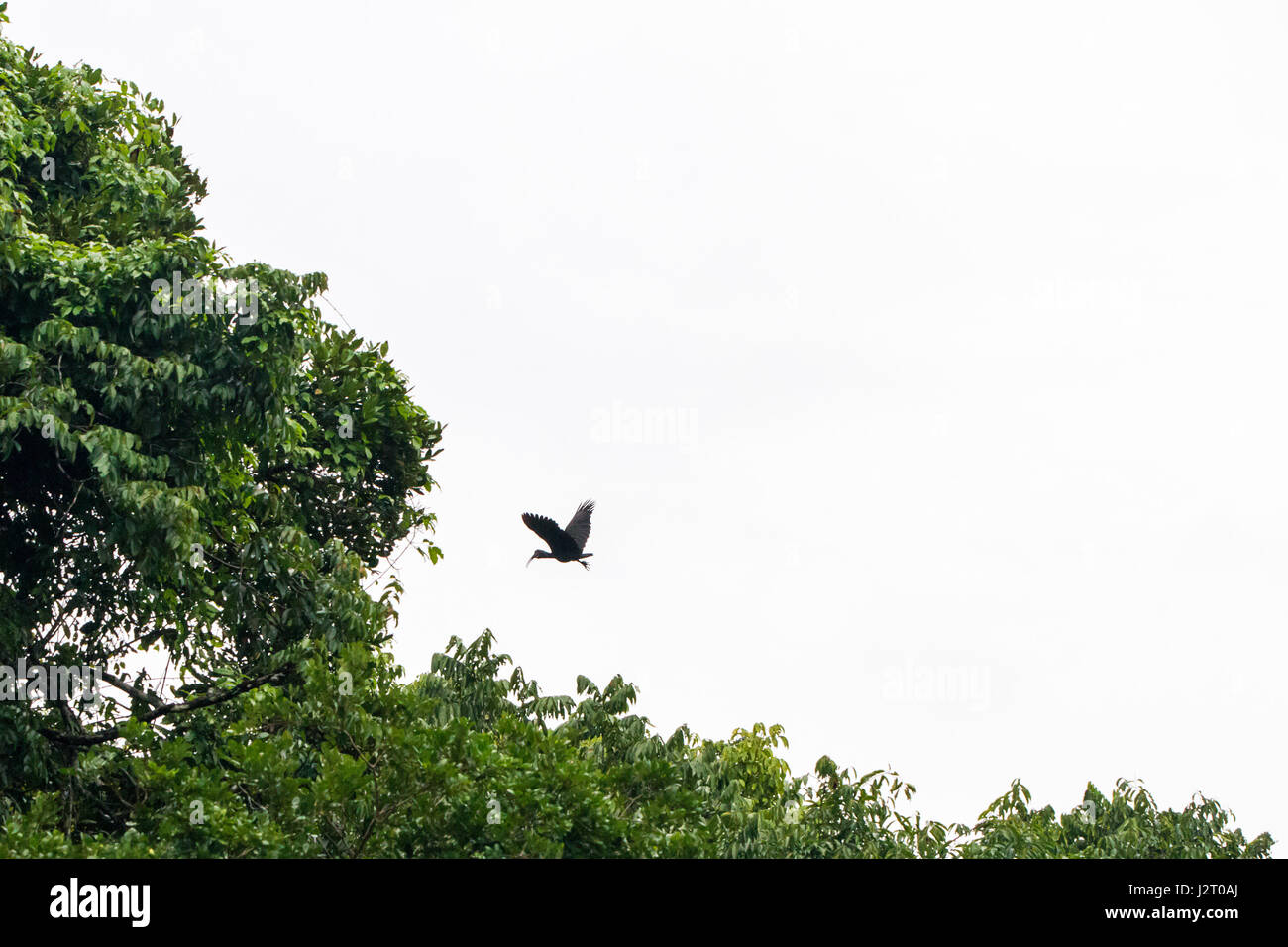 Birds in flight in a lagoon on Rio Negro in the Amazon River basin ...