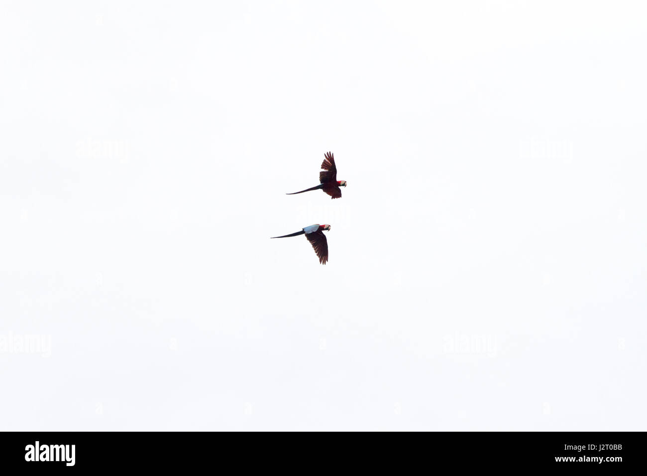 Macaw flying over Rio Negro in the Amazon River basin, Brazil, South ...
