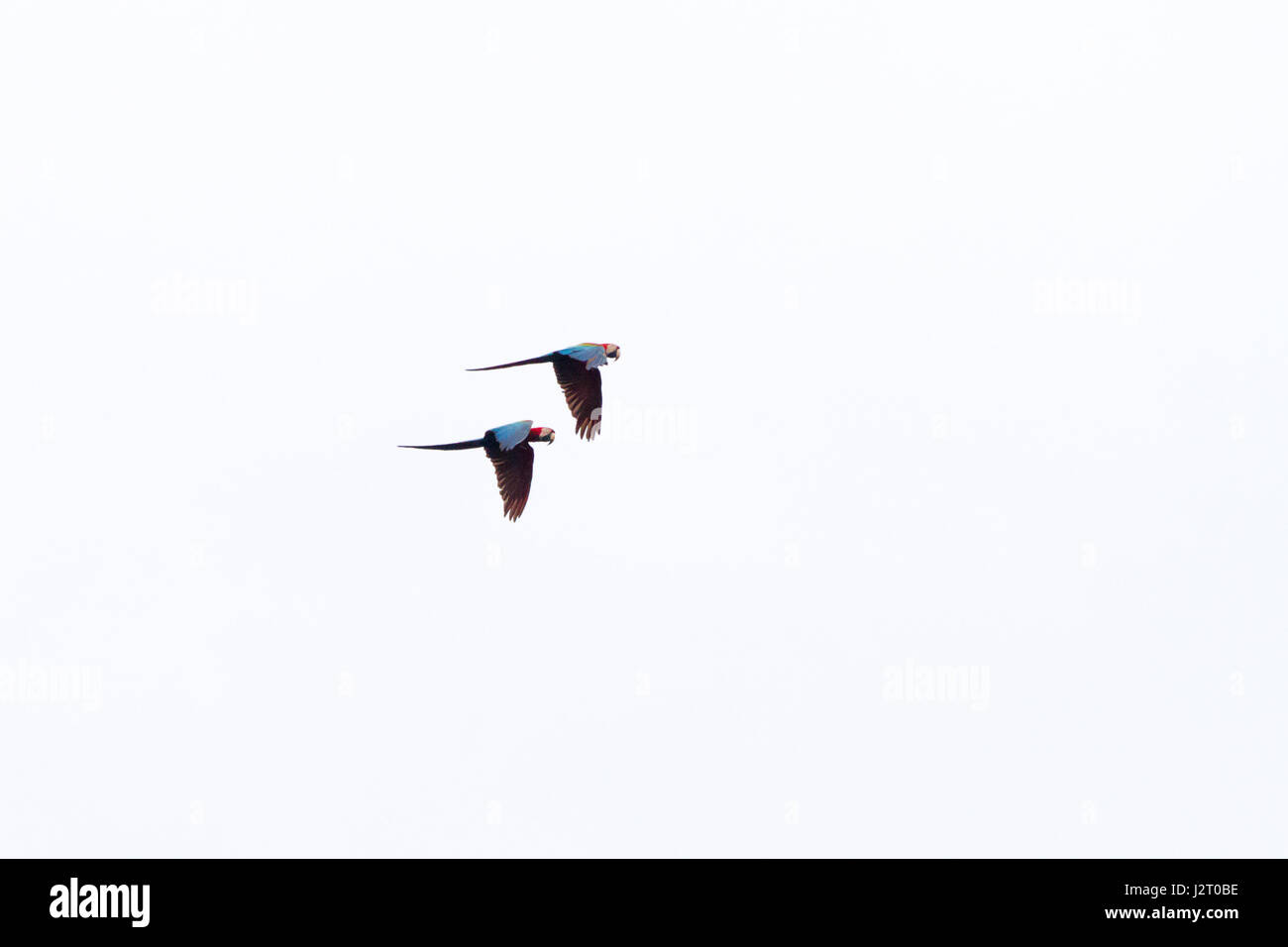 Macaw flying over Rio Negro in the Amazon River basin, Brazil, South ...