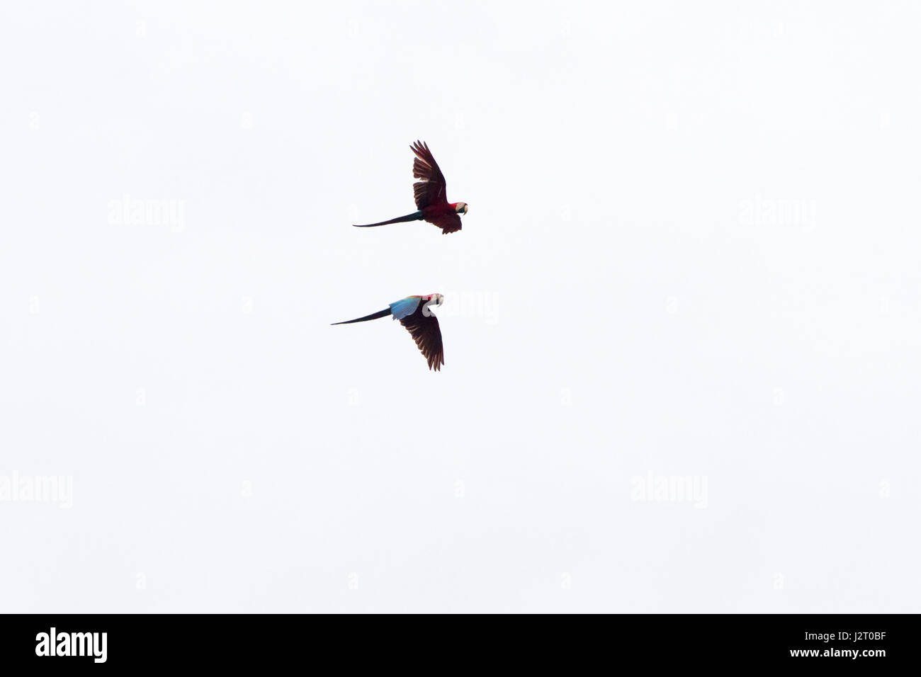 Macaw flying over Rio Negro in the Amazon River basin, Brazil, South ...