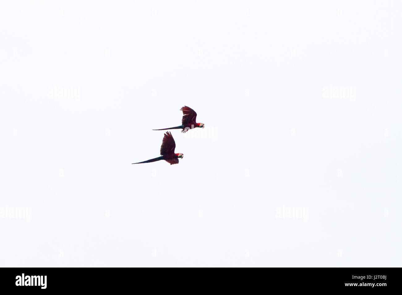 Macaw flying over Rio Negro in the Amazon River basin, Brazil, South ...