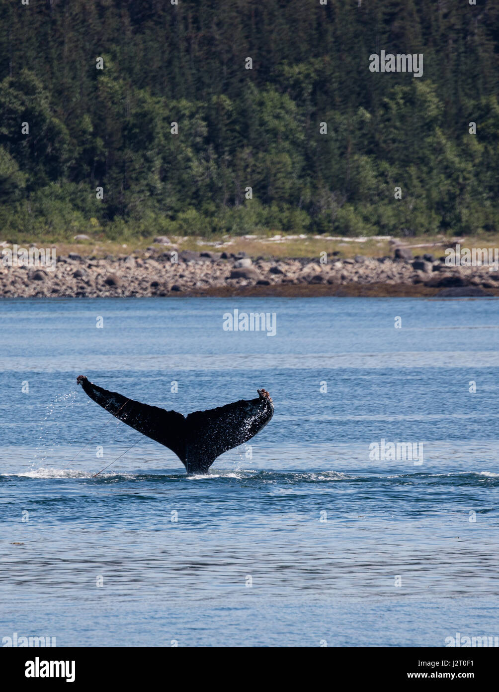 Humpbacks near Admiralty Island, Alaska Stock Photo - Alamy