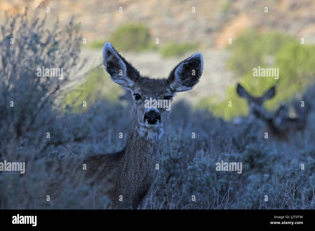The face of a Mule deer (Odocoileus hemionus). Shot near Buckskin Gulch ...