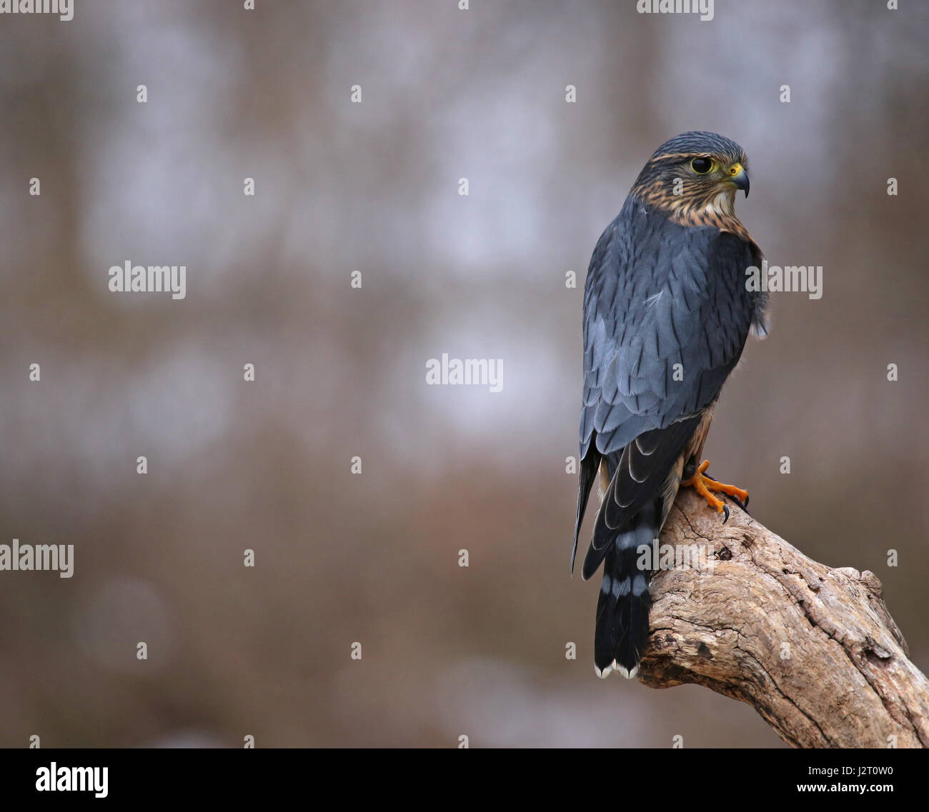 Merlin bird of prey raptor hi-res stock photography and images - Alamy
