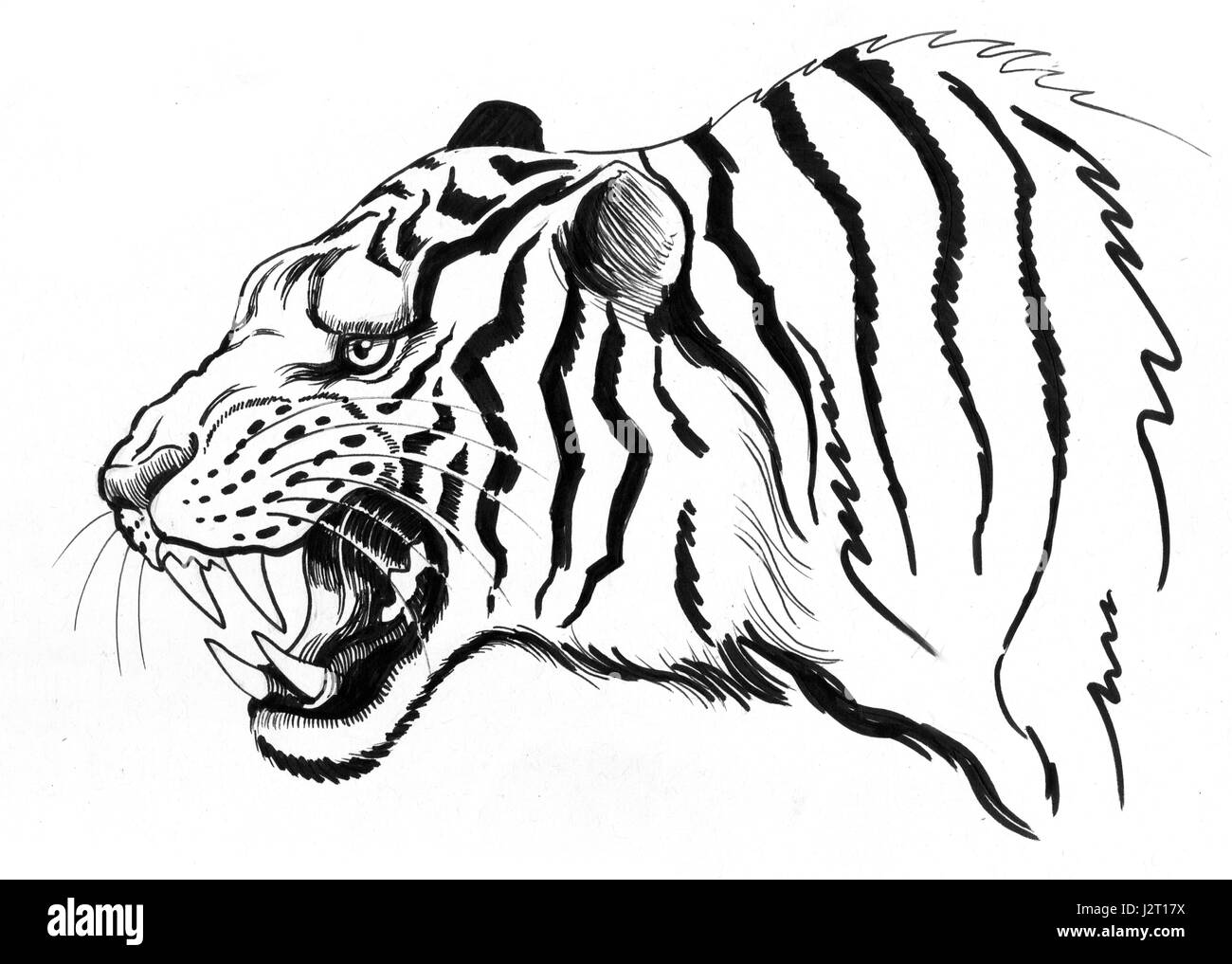 Tiger sketch hi-res stock photography and images - Alamy