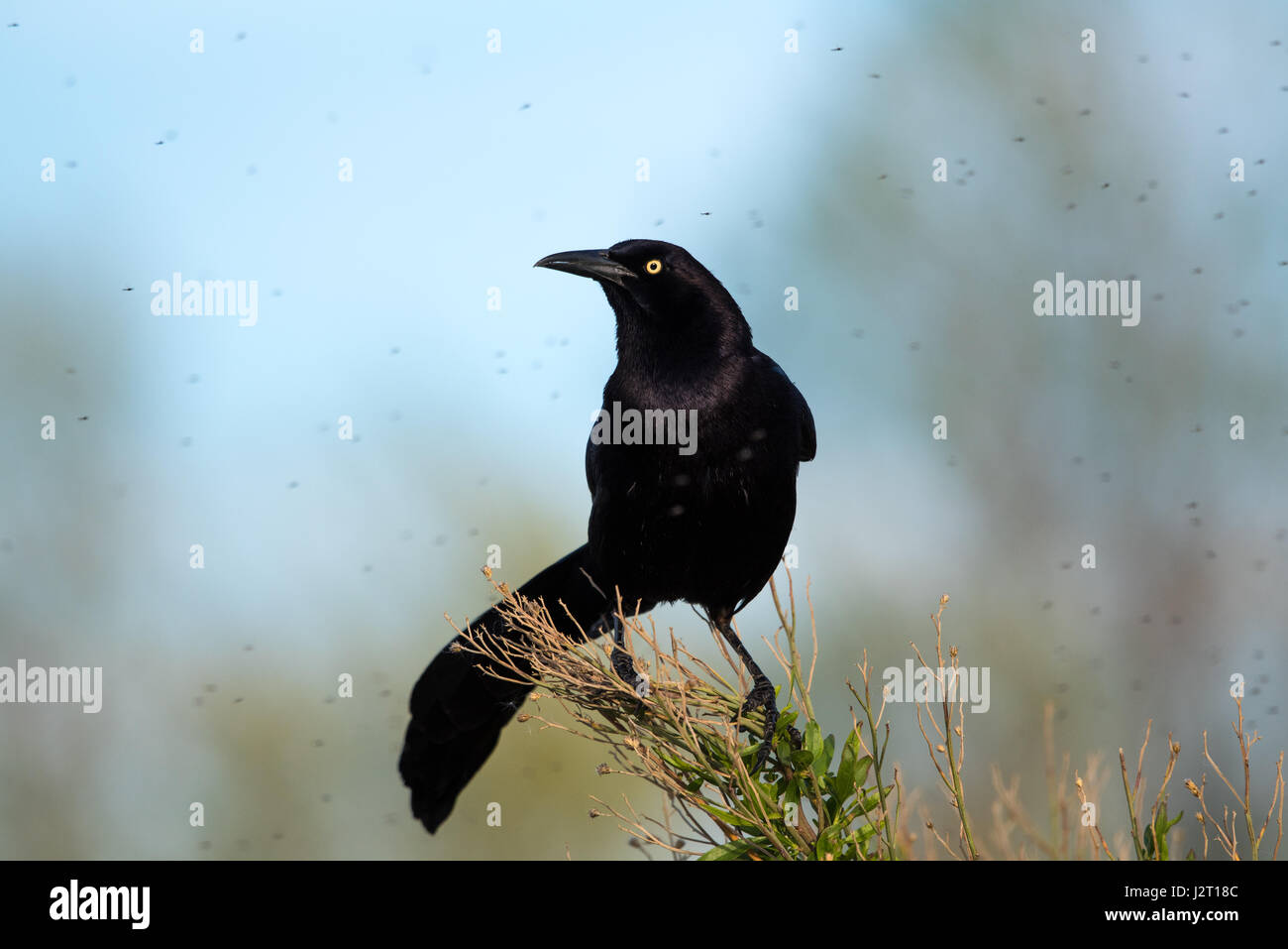 Male Great-tailed Grackle, Quiscalus mexicanus), rough out display ...