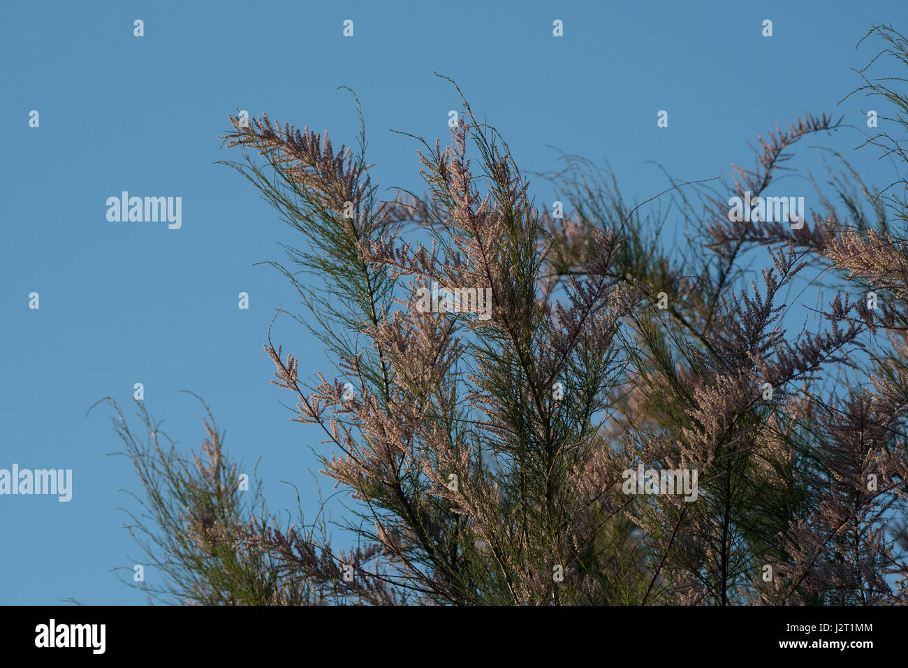 Salt cedar hi-res stock photography and images - Alamy