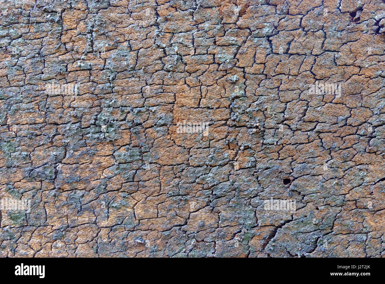 Bark Texture Background Stock Photo - Alamy