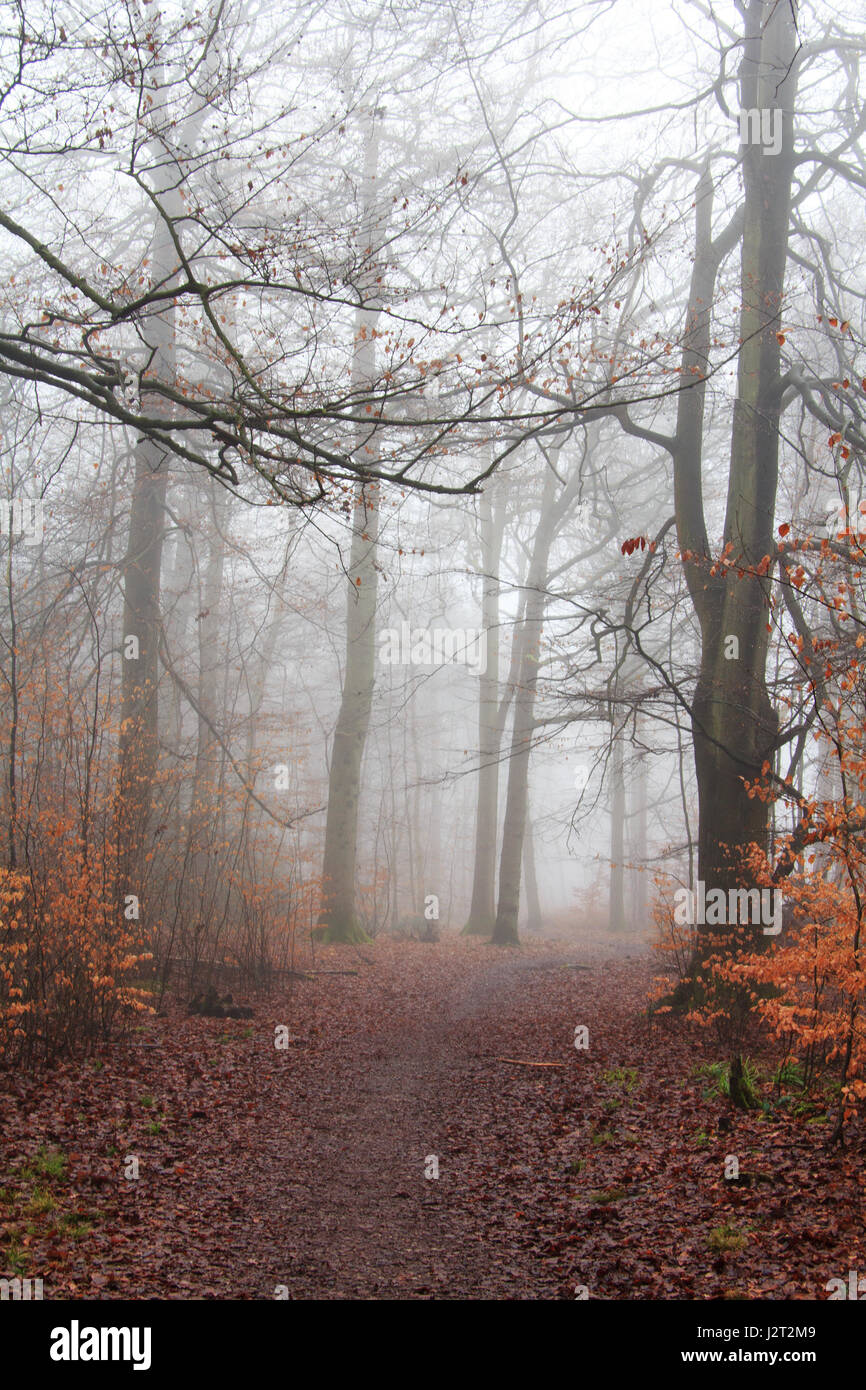 English woodland on a foggy misty January morning Stock Photo - Alamy