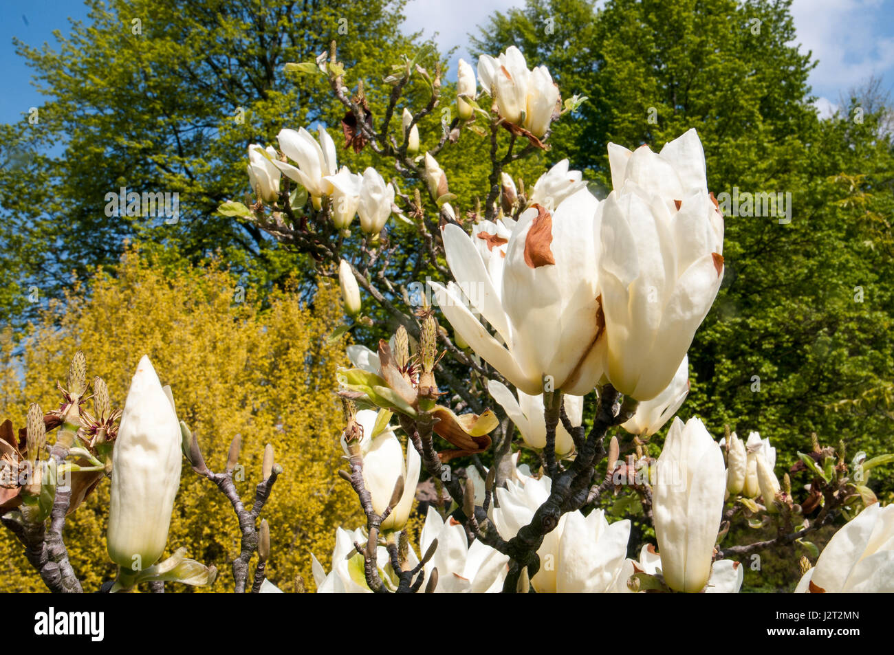 magnolia is an extensive genus with about 210 species of the family of ...