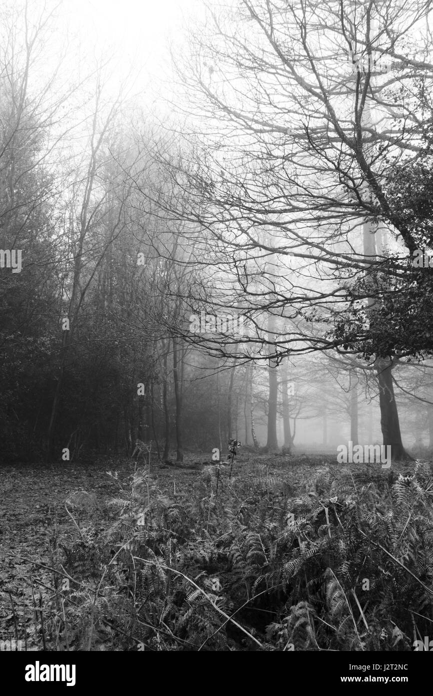 Pathway misty woodland Black and White Stock Photos & Images - Alamy