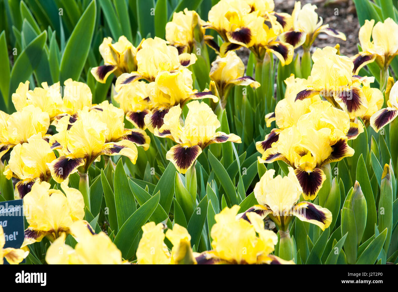 Iris is a genus of monocotyledonous plants of the Iridaceae family. The ...