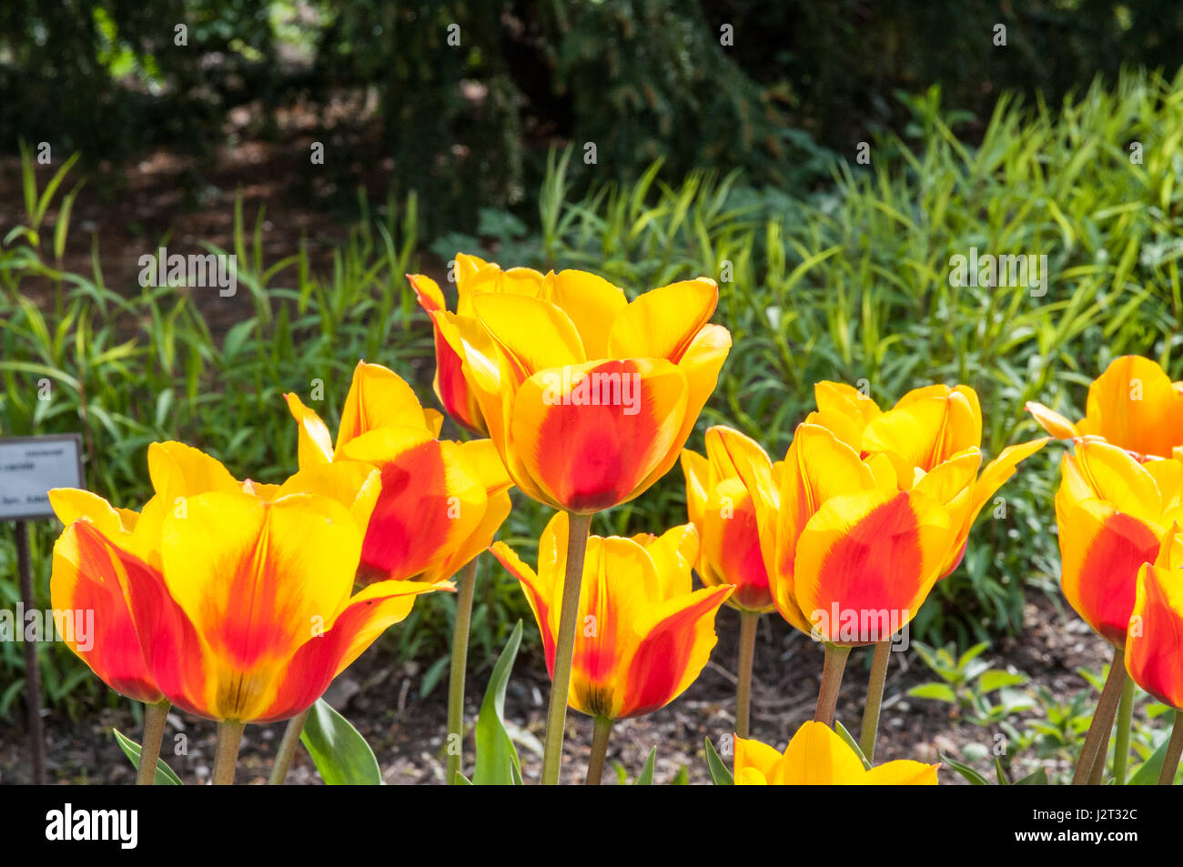 Tulipa (Tulipa) is an extensive monocotyledonous family of lily-like ...