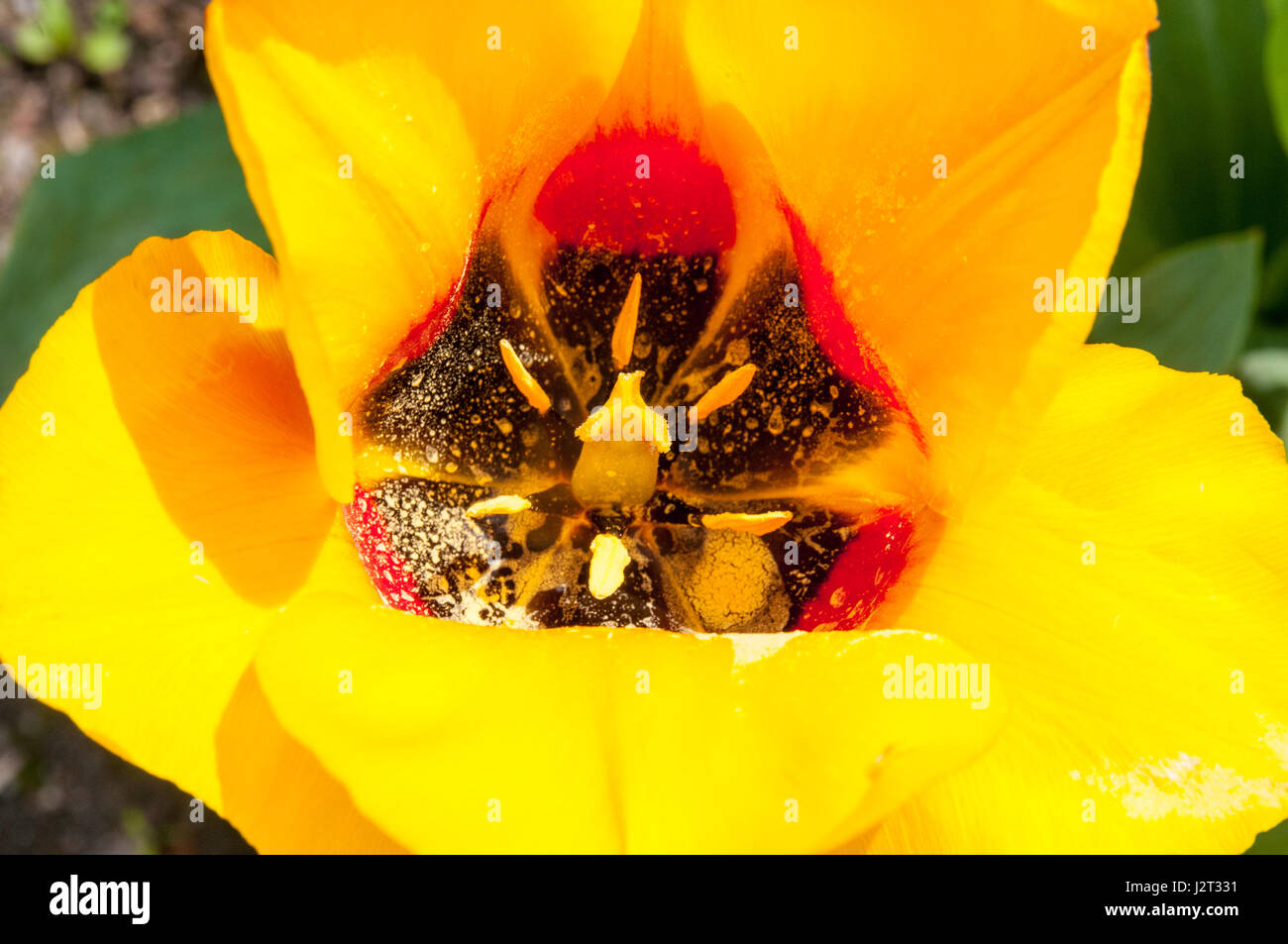 Tulipa hybrids hi-res stock photography and images - Alamy