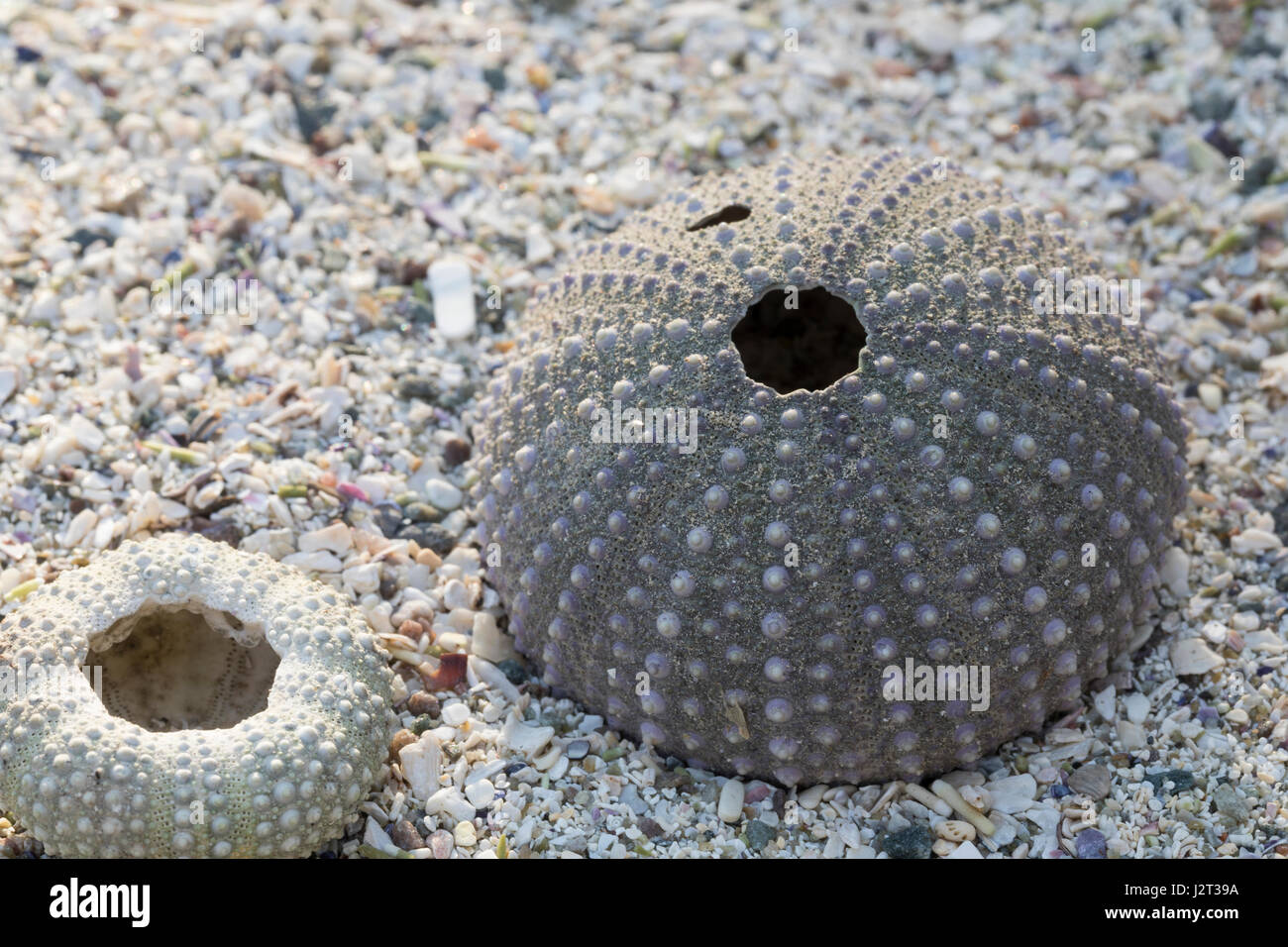 Seeigel-Skelett am Strand, Spülsaum, Skelett eines regelmäßigen Seeigel ...