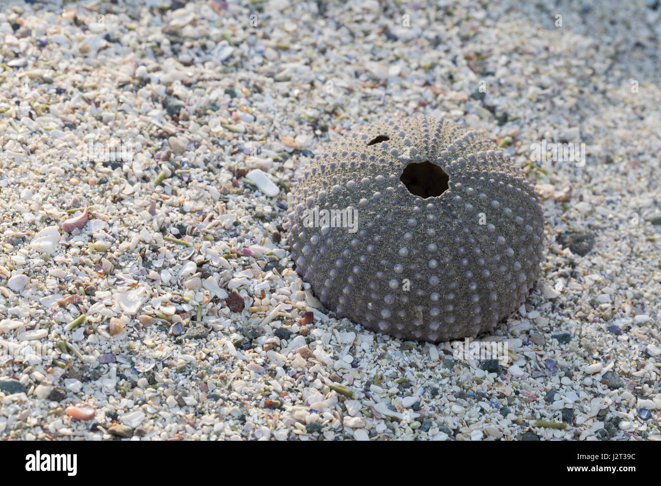 Seeigel skelett hi-res stock photography and images - Alamy