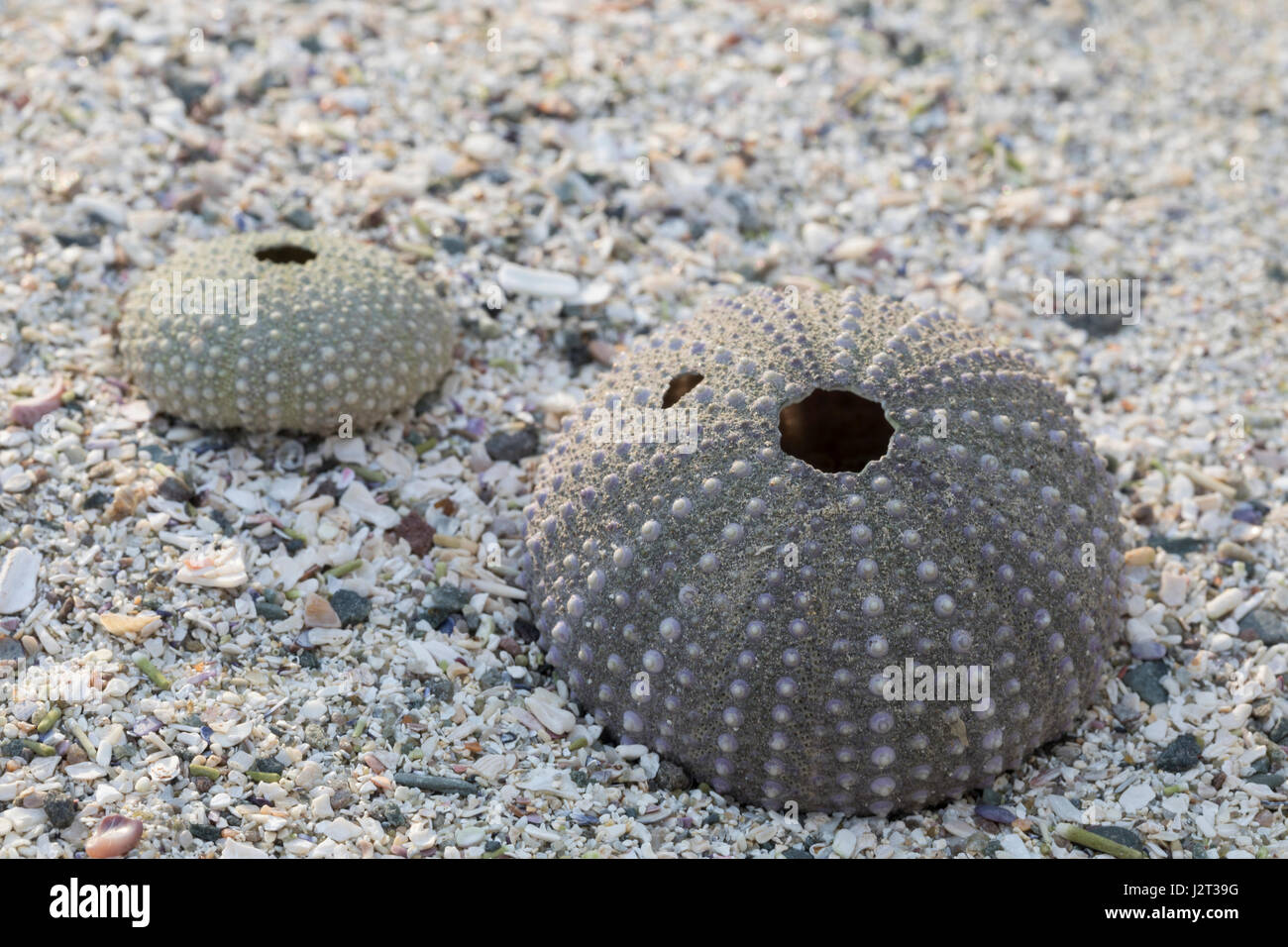 Seeigel-Skelett am Strand, Spülsaum, Skelett eines regelmäßigen Seeigel ...